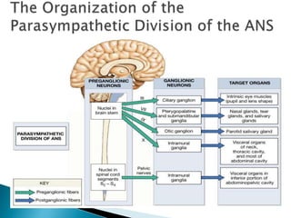 Organisation of ans | PPTX
