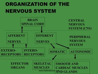 Organisation Of Cns | PPT