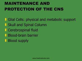 Organisation Of Cns | PPT
