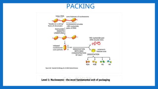 ORGANISATION OF EUKARYOTIC CHROMOSOSME.ppt