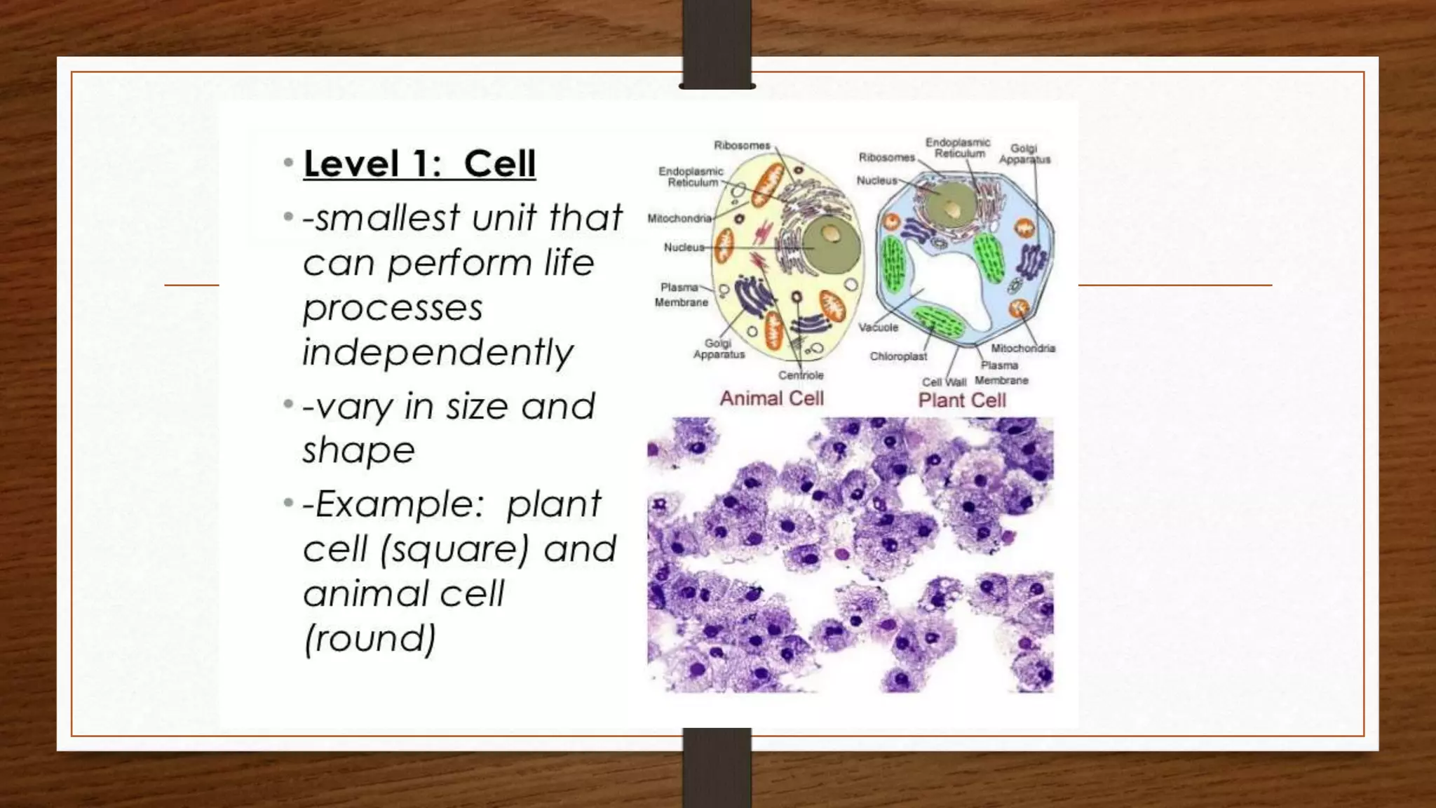 The Organisation of living things | PPTX