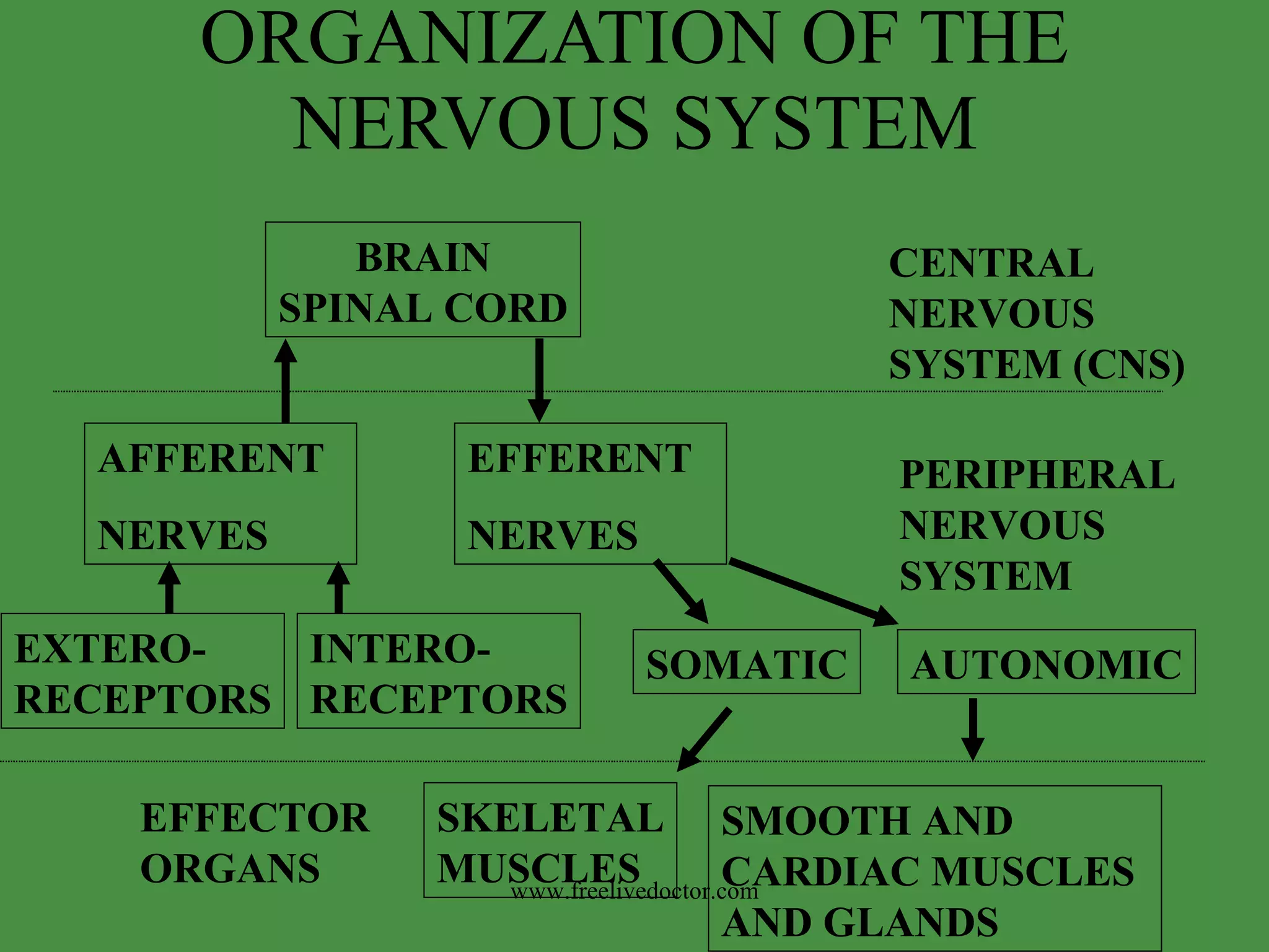 Organisation Of Peripheral Nervous System | PPT