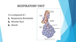 Organisation of Respiratory System(114)-1.pdf