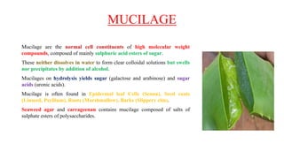 organised & Unorganised drug.pptx