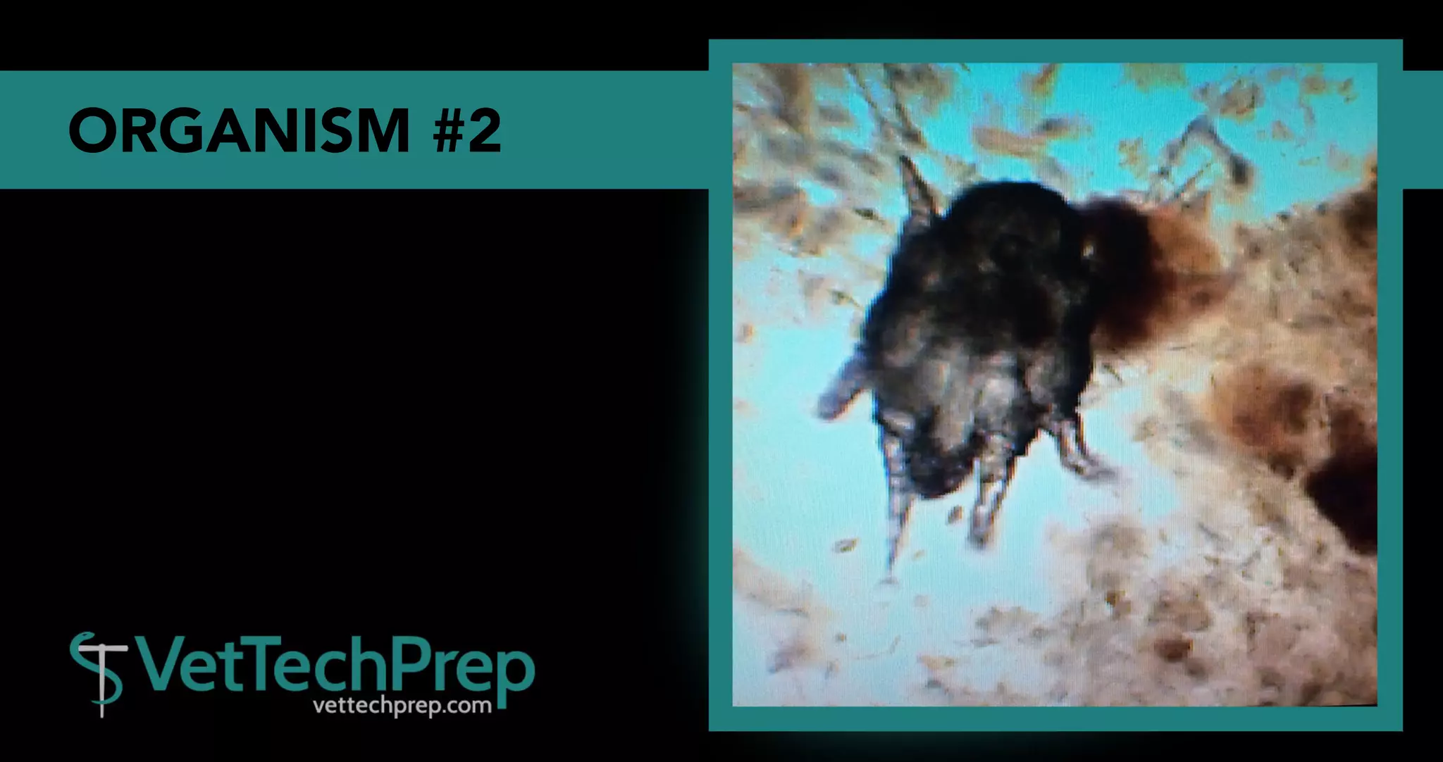 Vet Tech Challenge: Name that Organinism | PDF