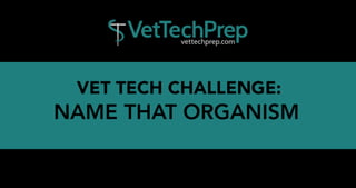 Vet Tech Challenge: Name That Organism! | PPT