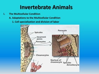 invertebrate | PPT