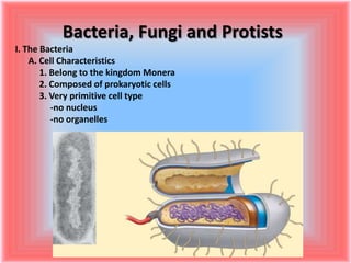 bacteria | PPT