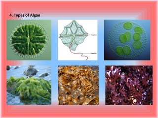 bacteria | PPT