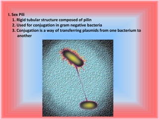 bacteria | PPT