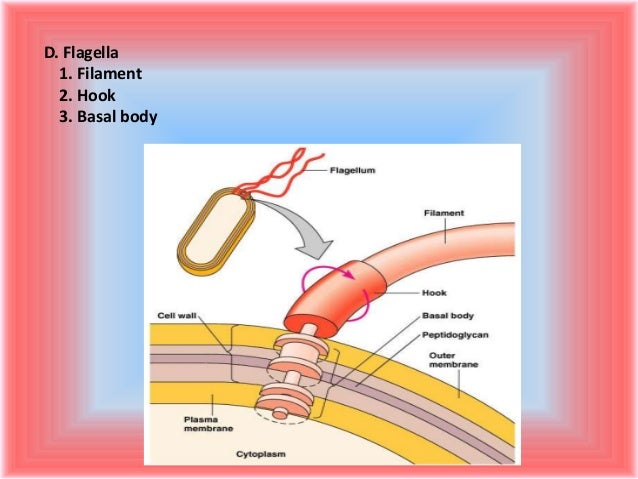 structure of bacteria slideshare