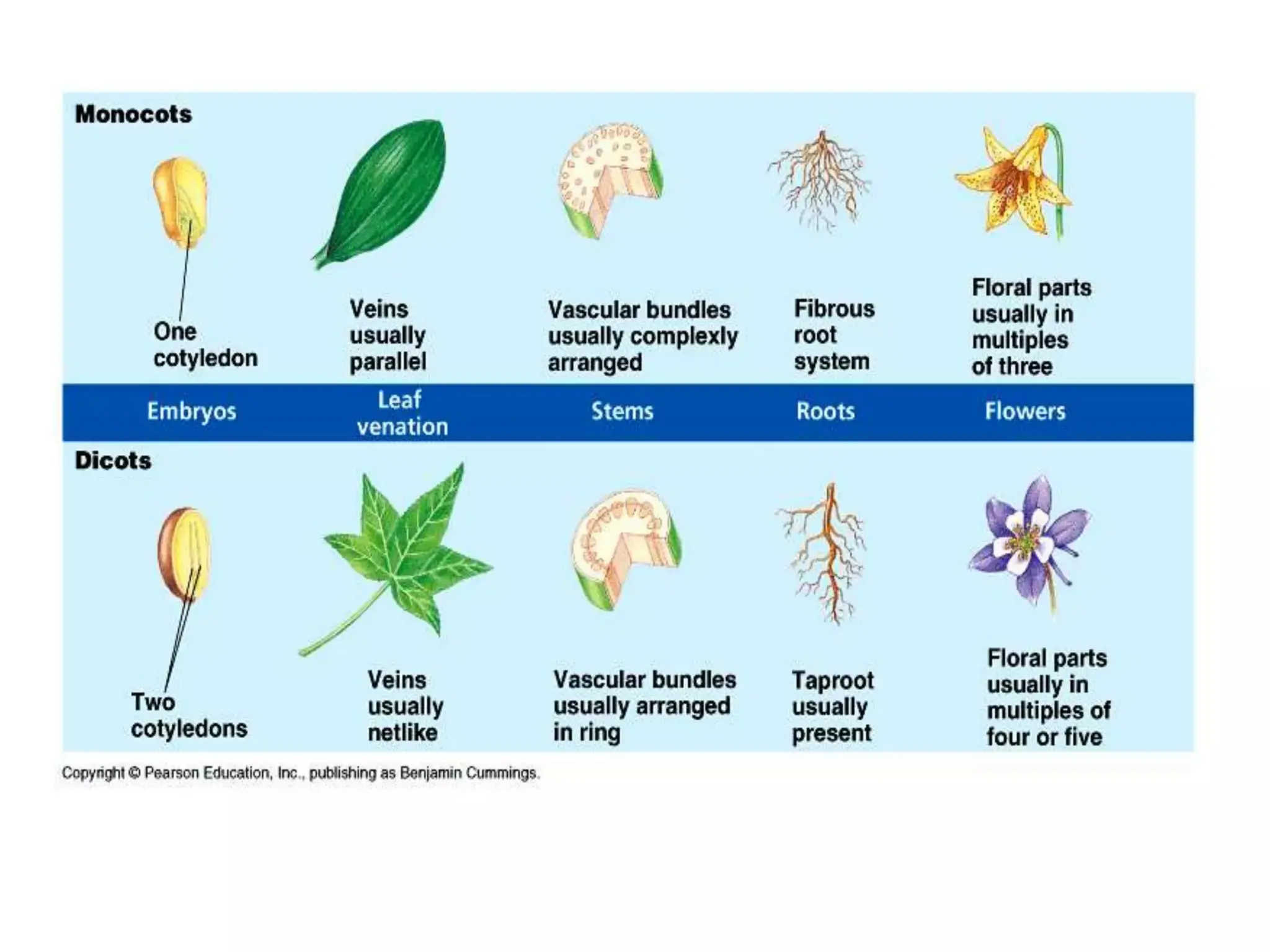 organismal biology-INTRODUCTION TO REPRODUCTION | PPTX