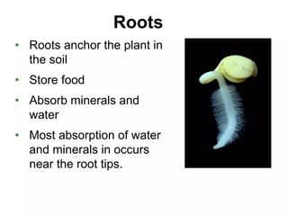 organismal biology-INTRODUCTION TO REPRODUCTION | PPT