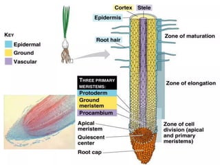 organismal biology-INTRODUCTION TO REPRODUCTION | PPT