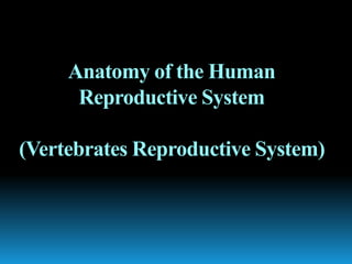 Organismal Reproduction and Development | PPTX