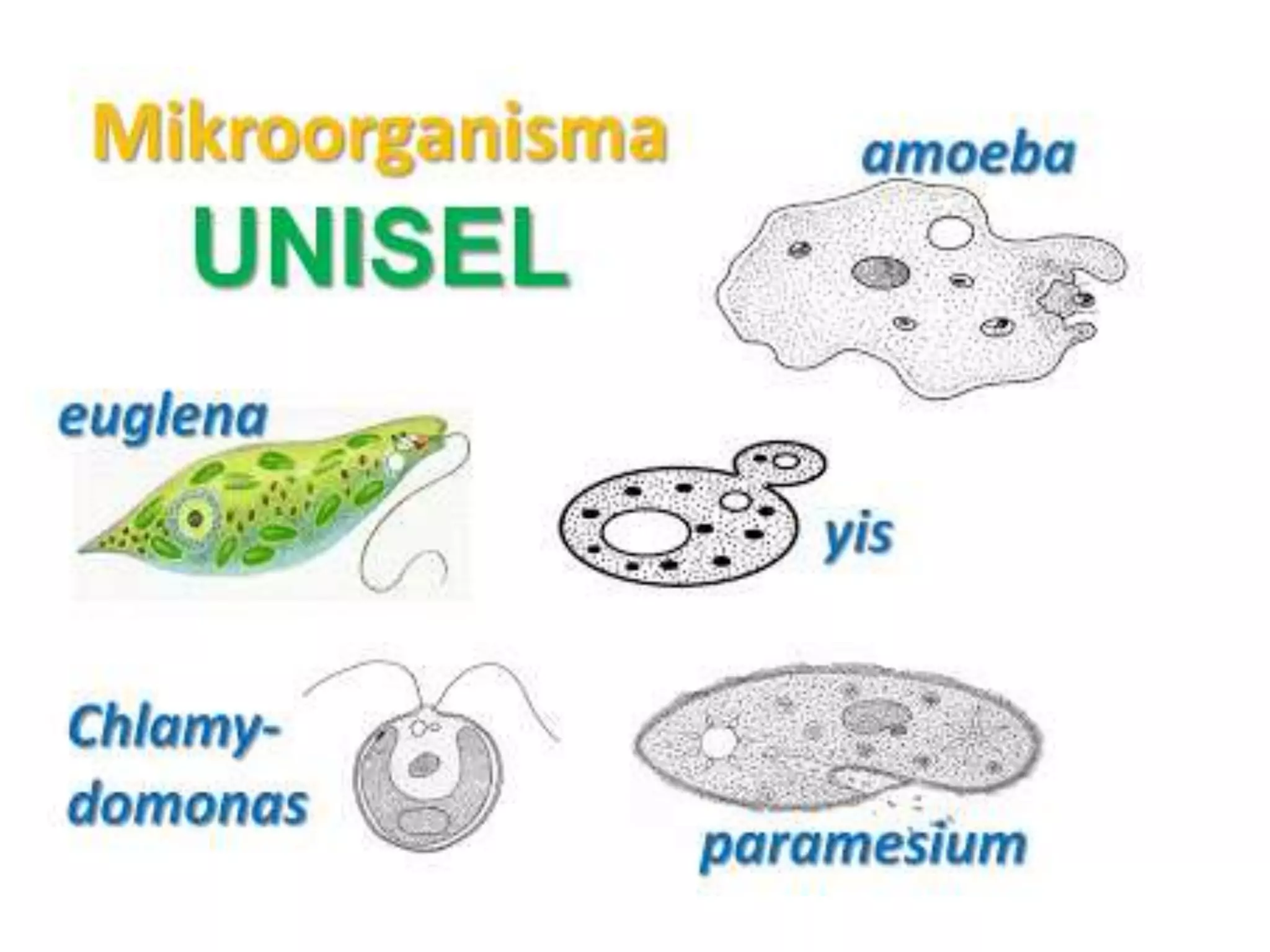 Organisma unisel dan multisel | PPTX