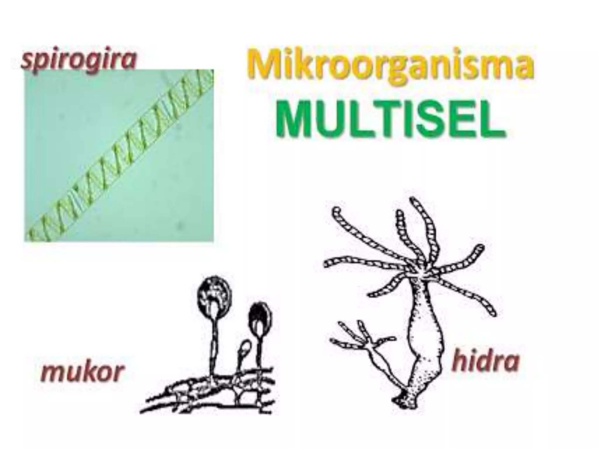Organisma unisel dan multisel | PPTX