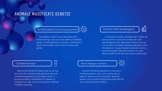 Organisme modificate genetic | PPTX