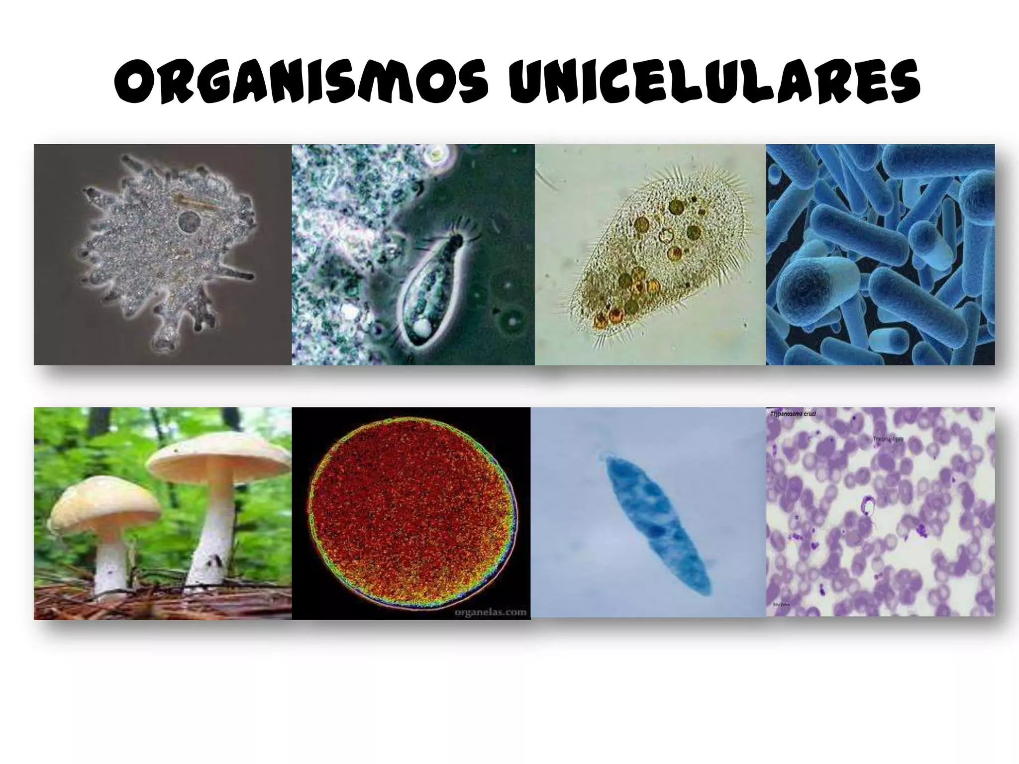 Organismos unicelulares | PPT