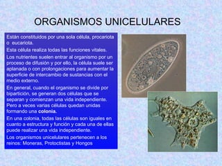 Ejemplos De Organismos Unicelulares Y Pluricelulares