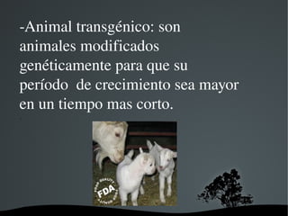 Organismos y alimentos transgénicos ana isa maria y norma | ODP