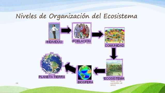 Organismo y Ambiente: Ecología | PPT
