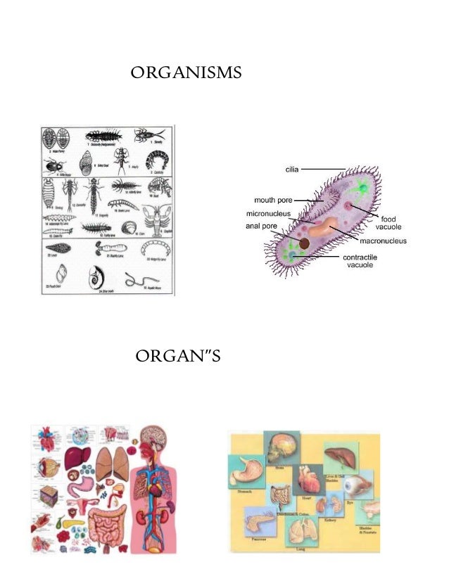 Organisms slide