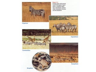 Organisms and their environments | PPT