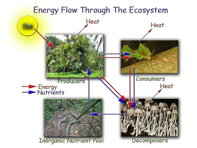 Organisms and their environments | PPT