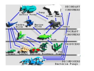 Diversity & Evolution - Organisms and their environment | PPT