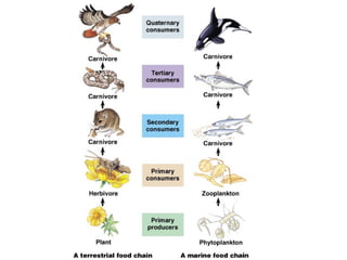Diversity & Evolution - Organisms and their environment | PPT