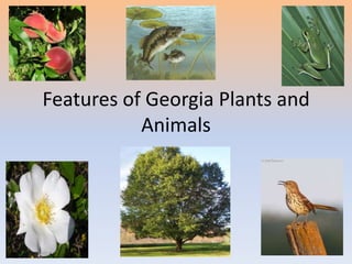 Organisms and Their Habitats | PPTX