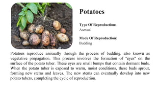 Organisms and their reproduction.pptx