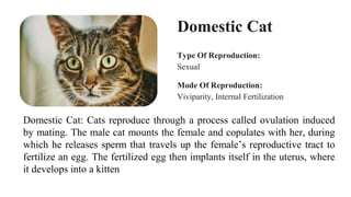 Organisms and their reproduction.pptx