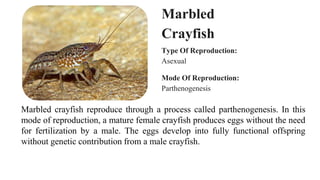 Organisms and their reproduction.pptx