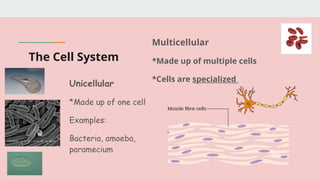 Organisms: Types of Cells in Body Systems | PPTX