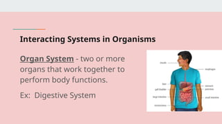 Organisms: Types of Cells in Body Systems | PPTX