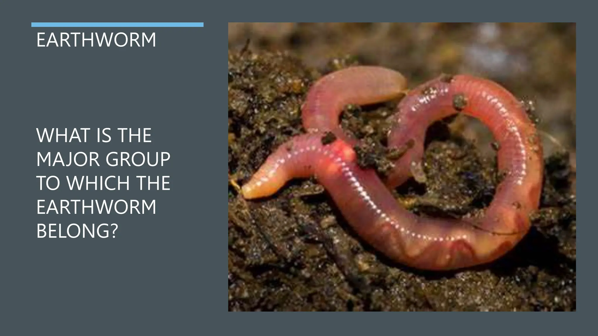 Organisms You will identify using the dichotomous Key.pptx