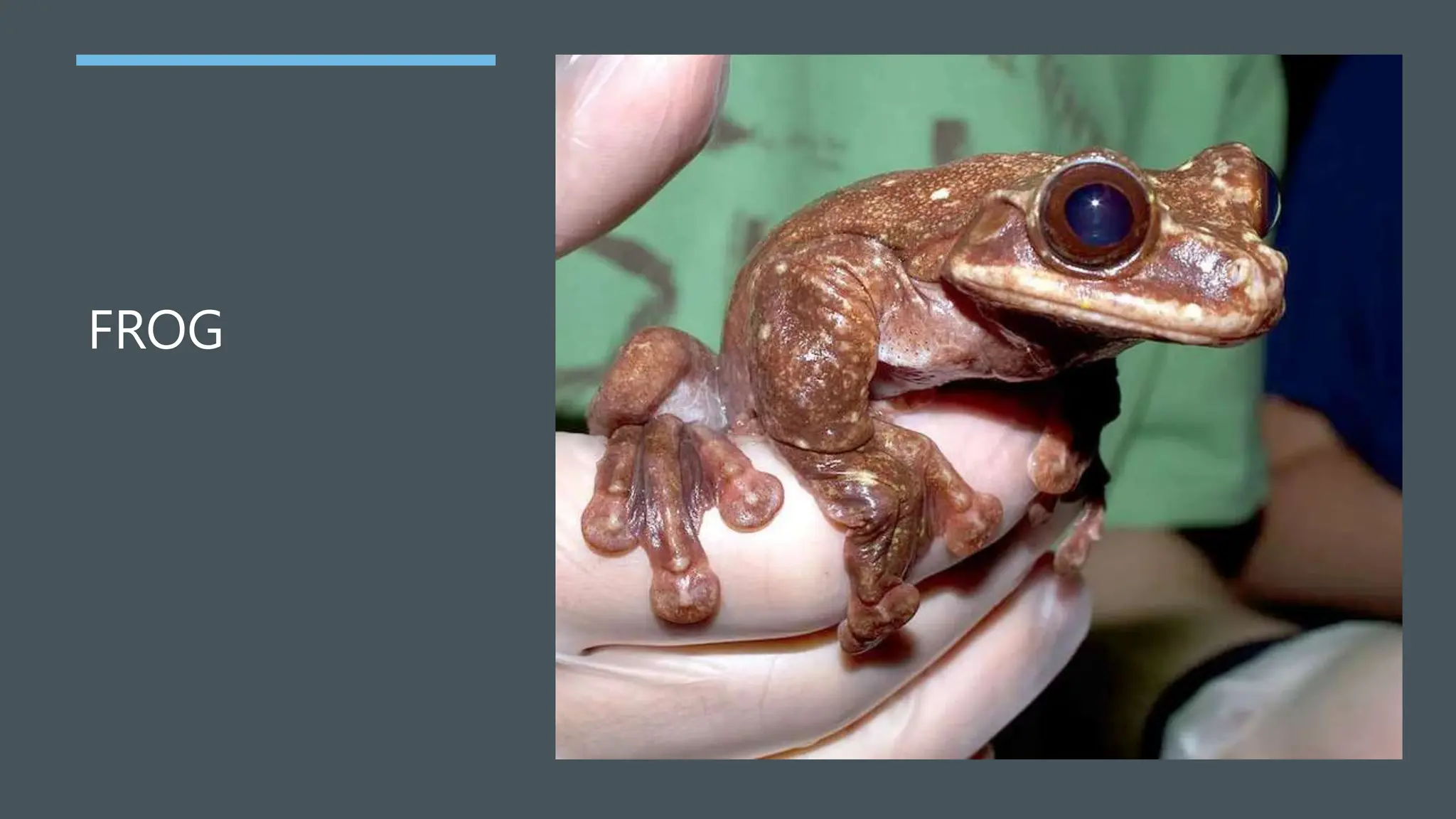 Organisms You will identify using the dichotomous Key.pptx