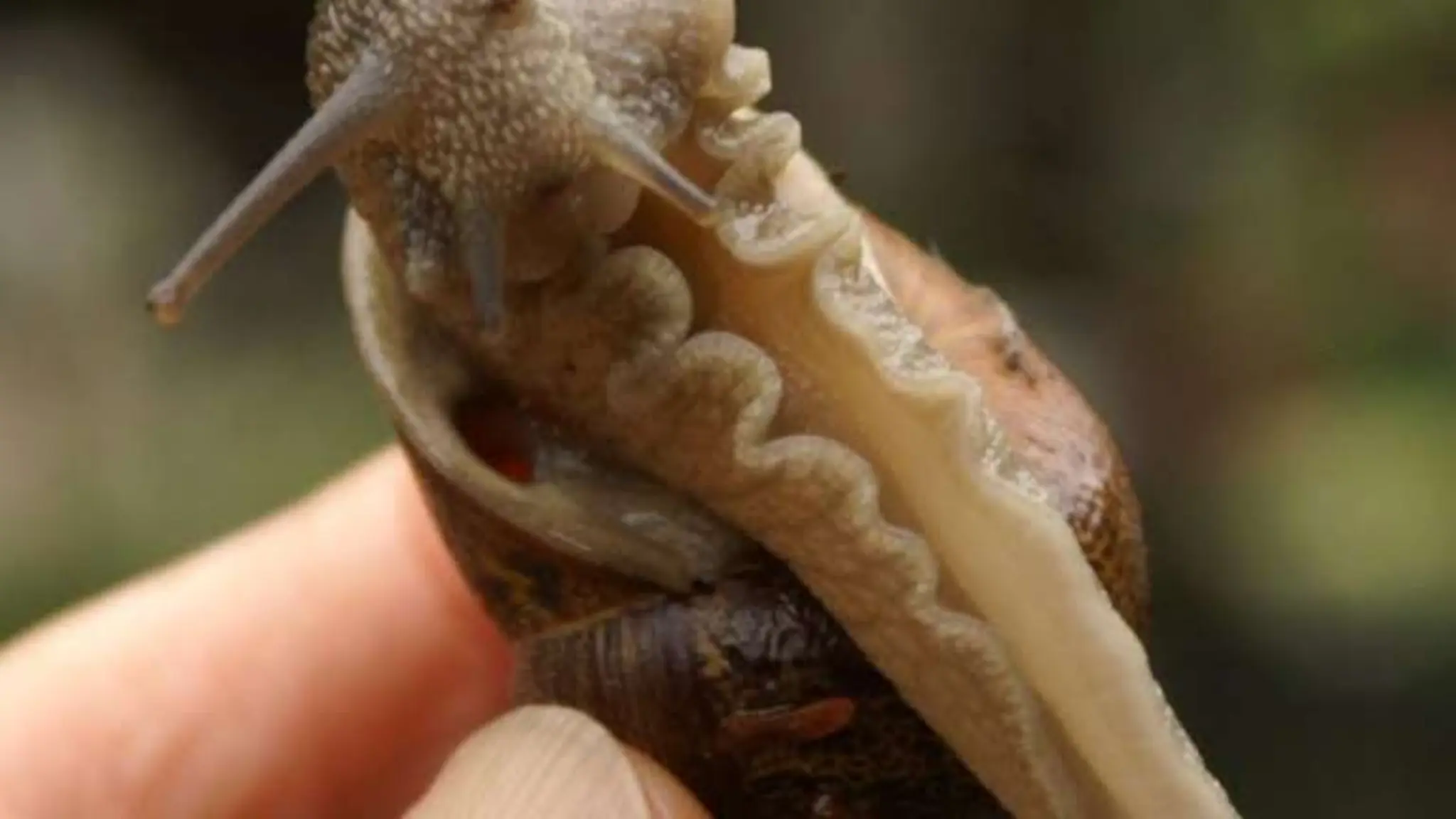 Organisms You will identify using the dichotomous Key.pptx