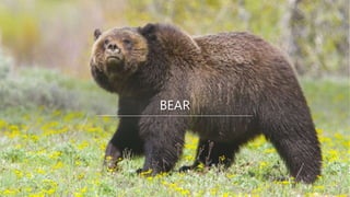 Organisms You will identify using the dichotomous Key.pptx