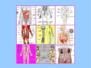 Organització del cos humà 3r eso | PPT