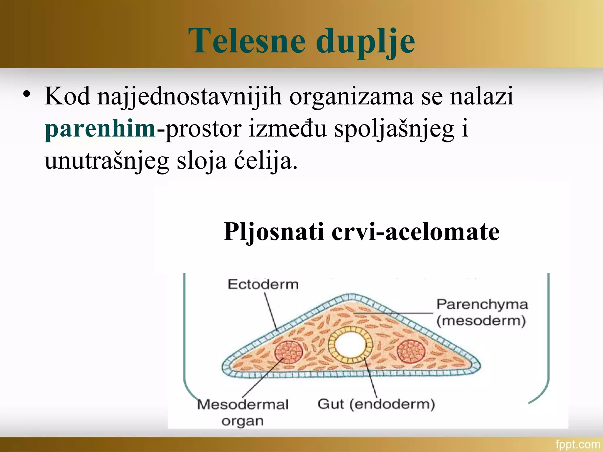 Organizacija tela životinja | PPT