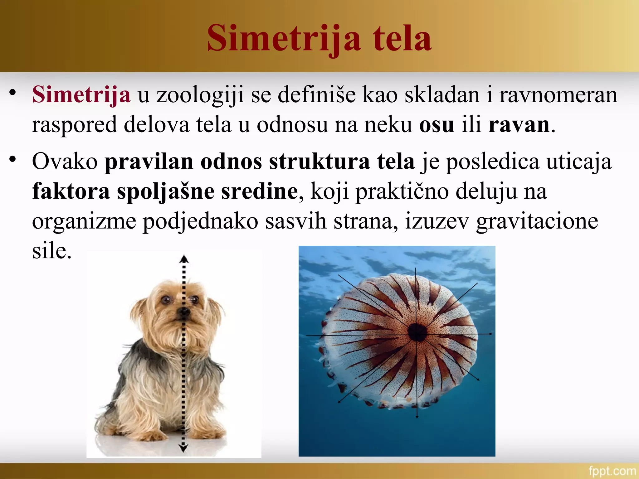 Organizacija tela životinja | PPT