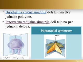 Organizacija tela životinja | PPT