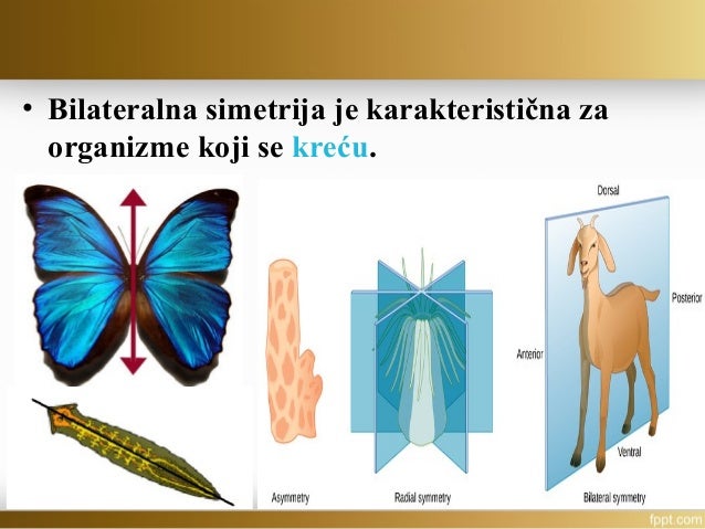 Organizacija tela životinja