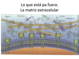 Organización celular y especializacion | PPTX