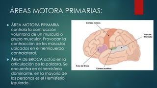 Organización de la Corteza Cerebral.pdf. | PDF