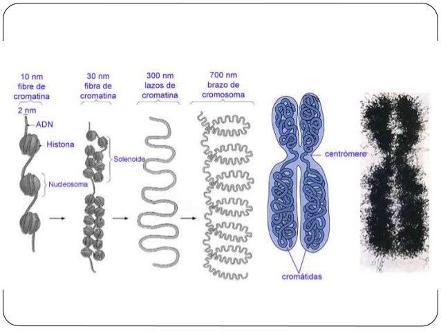 Organización del ADN
