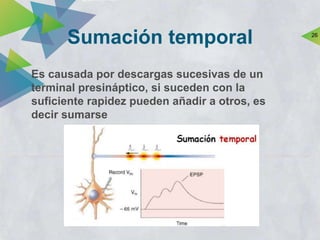 Organización del sistema nervioso | PPTX